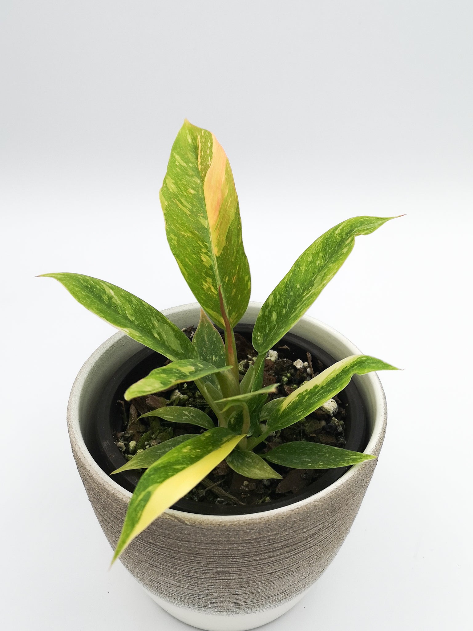 Philodendron ring of fire variegated gold – Passion Exotique